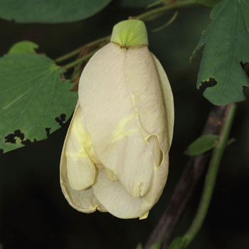 Kaha Petan | Yellow Bauhinia Tree | Bauhinia tomentosa | Trees in Sri Lanka