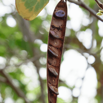 Kaha Petan | Yellow Bauhinia Tree | Bauhinia tomentosa | Trees in Sri Lanka