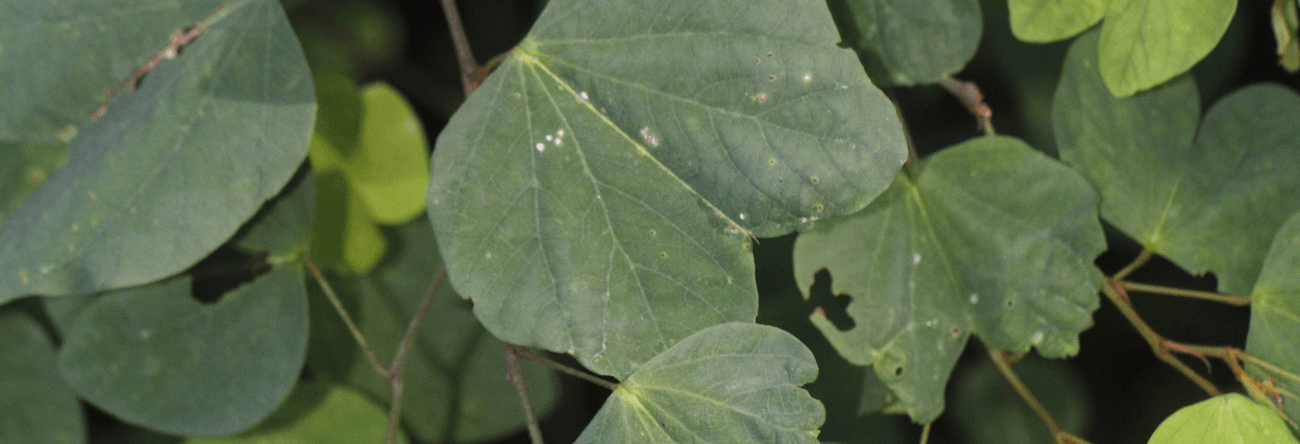 Kaha Petan | Yellow Bauhinia Tree | Bauhinia tomentosa | Trees in Sri Lanka