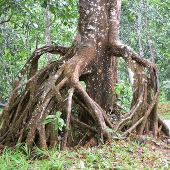 Dawata | Corkwood Tree | Carallia brachiata | Trees in Sri Lanka