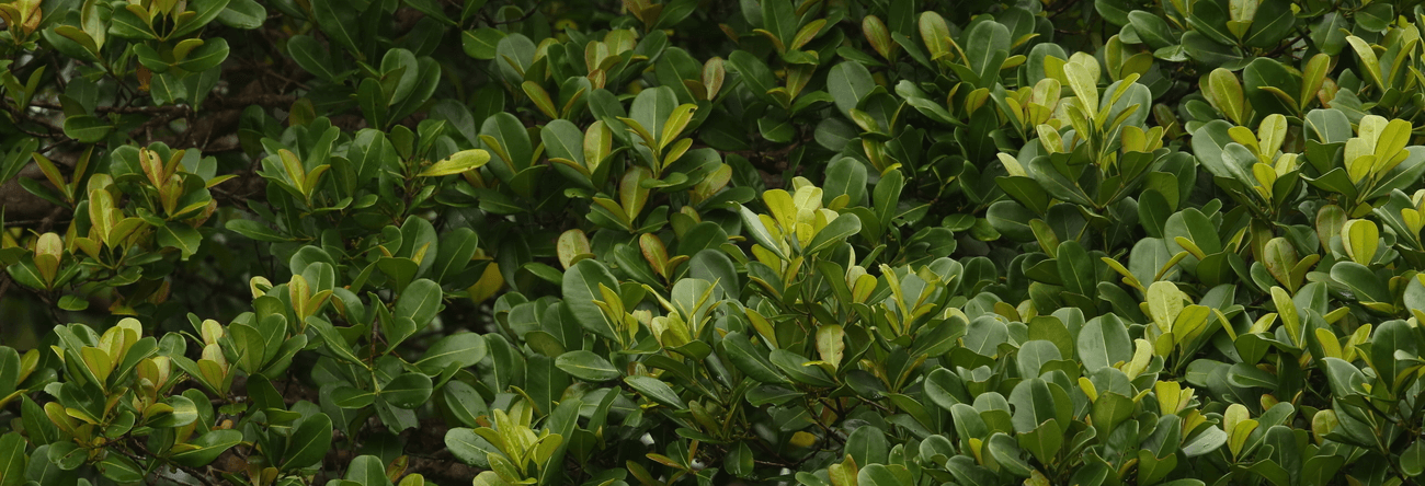 Dawata | Agricultural and Natural Plants and Tree of Sri Lanka