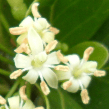 Wal Burutha | Psydrax montanus | Endemic Trees in Sri Lanka