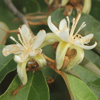 Welan | Fishing Rod Tree | Pterospermum suberifolium | Trees in Sri Lanka