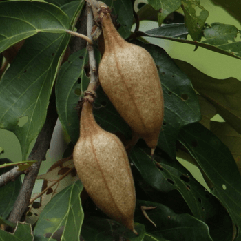 Welan | Fishing Rod Tree | Pterospermum suberifolium | Trees in Sri Lanka