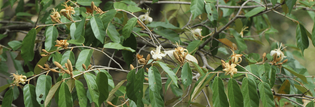 Welan | Fishing Rod Tree | Pterospermum suberifolium | Trees in Sri Lanka