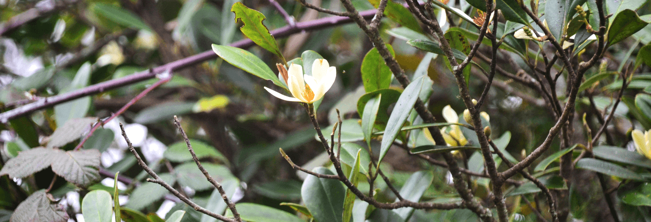 Wal Sapu | Kattu Champakam Tree | Michelia nilagirica | Trees in Sri Lanka
