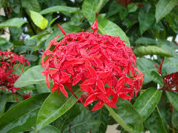 Rathambala | Rath Mal Tree | Ixora coccinea | Trees in Sri Lanka