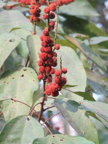 Hamparilla | Monkey Face Tree | Mallotus philippensis | Trees in Sri Lanka