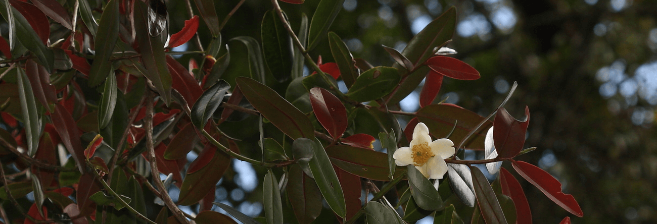Mihiriya | Gordonia ceylanica | Endemic Trees in Sri Lanka