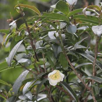 Mihiriya | Gordonia ceylanica | Endemic Trees in Sri Lanka