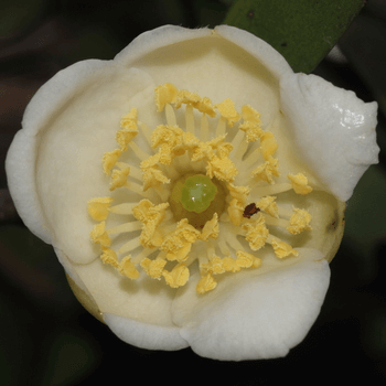 Mihiriya | Gordonia ceylanica | Endemic Trees in Sri Lanka