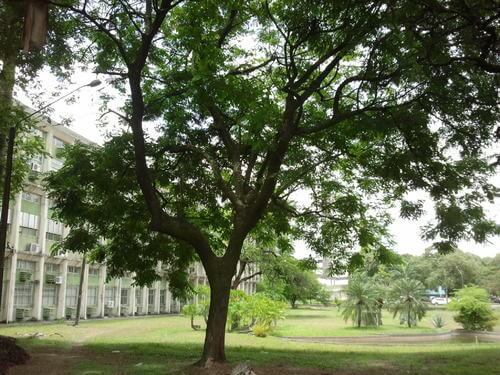 Madithiya | Manchadi | Red Sandalwood Tree | Adenanthera pavonina ...