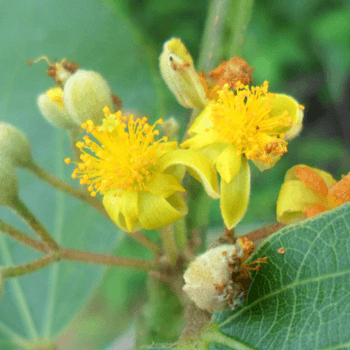 Daminiya | Salvia Leaved Crossberry Tree | Grewia damine | Trees in Sri ...