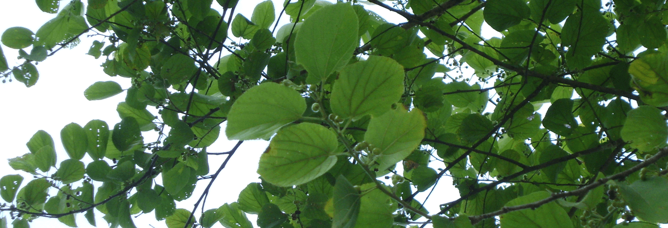 Daminiya | Salvia Leaved Crossberry Tree | Grewia damine | Trees in Sri ...