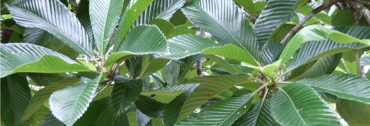Honda Para | Elephant Apple Tree | Dillenia indica | Trees in Sri Lanka