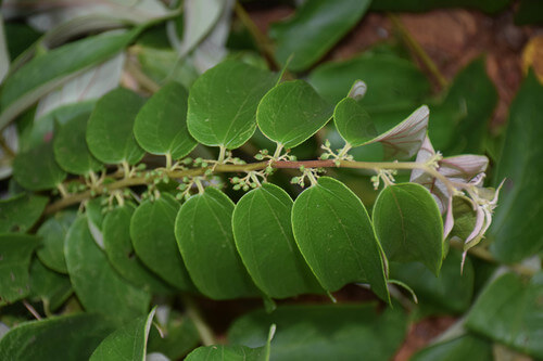 Gadumba | Charcoal Tree | Trema orientalis | Trees in Sri Lanka