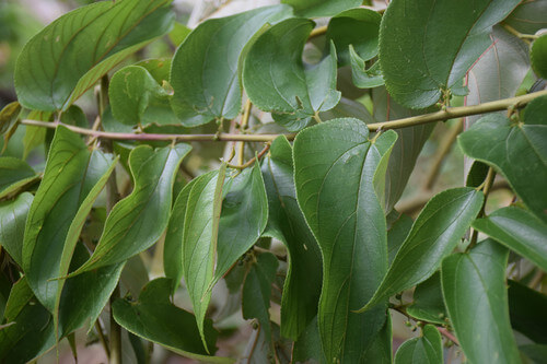 Gadumba | Charcoal Tree | Trema orientalis | Trees in Sri Lanka