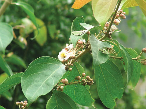 Puwak Gediya Wel | Bengal Hiptage Tree | Hiptage benghalensis | Trees ...