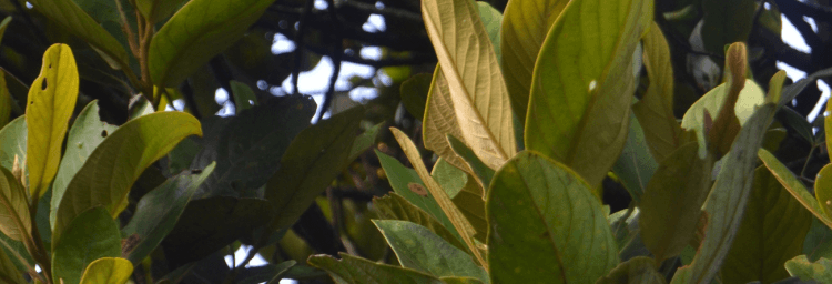 Plant Quiz | Test Knowledge on Trees and Plants of Sri Lanka | Dilmah