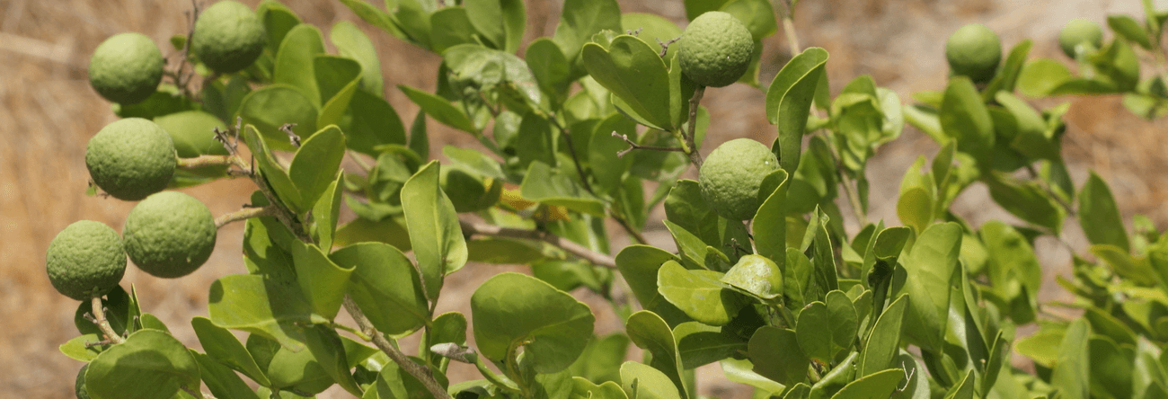 Tumpat Kurundu | Pleiospermium alatum | Endemic Trees in Sri Lanka