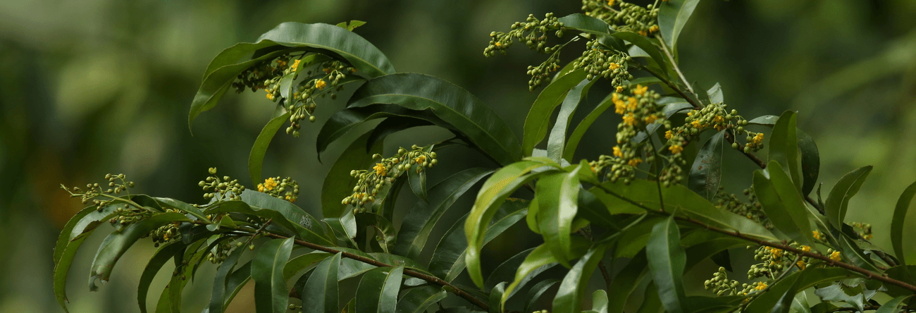 Bo Kera | Chavakambu Tree | Gomphia serrata | Trees in Sri Lanka