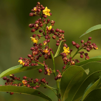 Bo Kera | Chavakambu Tree | Gomphia serrata | Trees in Sri Lanka