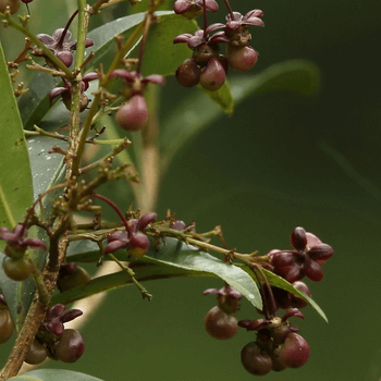 Bo Kera | Chavakambu Tree | Gomphia serrata | Trees in Sri Lanka
