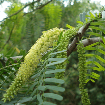 Kalapu Andara | Mesquite Tree | Prosopis juliflora | Trees in Sri Lanka