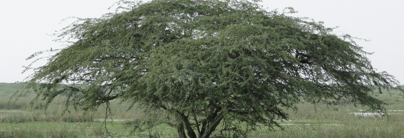Kalapu Andara | Mesquite Tree | Prosopis juliflora | Trees in Sri Lanka