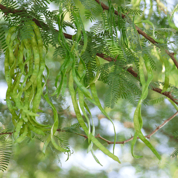 Kalapu Andara | Mesquite Tree | Prosopis juliflora | Trees in Sri Lanka