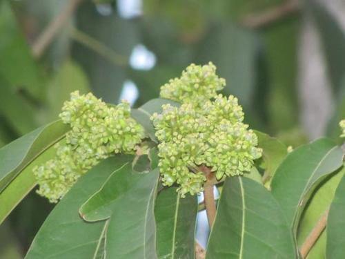 Thammanna | Tampanai Tree | Mischodon zeylanicus | Trees in Sri Lanka