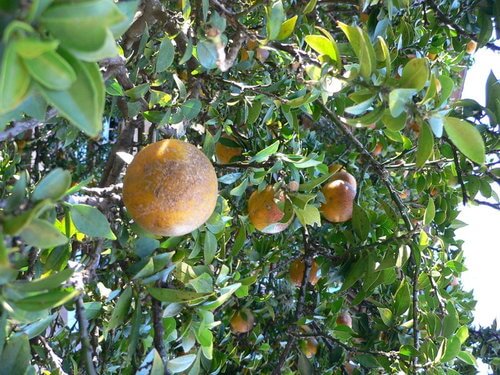 Ambul Dodan | Sour Orange Tree | Citrus aurantium | Trees in Sri Lanka