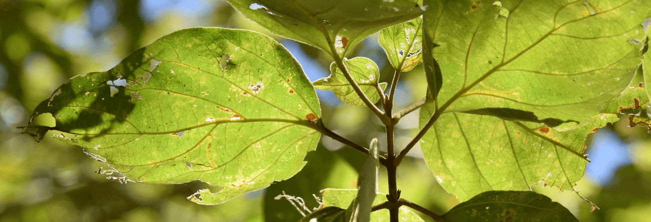 Boo Sairou | Woolly Leaved Fire Brand Teak Tree | Premna tomentosa ...