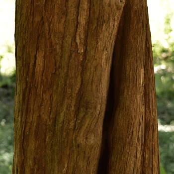 Boo Sairou | Woolly Leaved Fire Brand Teak Tree | Premna tomentosa ...