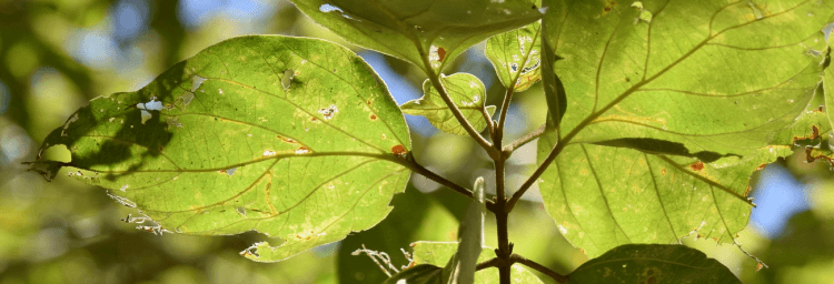Plant Quiz | Test Knowledge on Trees and Plants of Sri Lanka | Dilmah