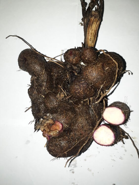 Plant Quiz | Test Knowledge on Trees and Plants of Sri Lanka | Dilmah