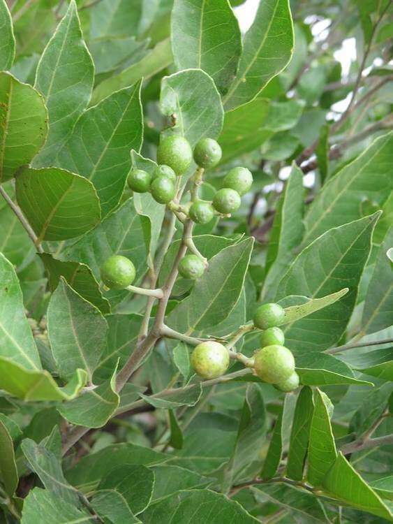 Plant Quiz | Test Knowledge on Trees and Plants of Sri Lanka | Dilmah