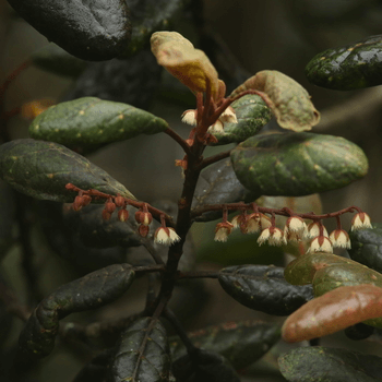 Thiththa Weralu | Elaeocarpus montanus | Endemic Trees in Sri Lanka