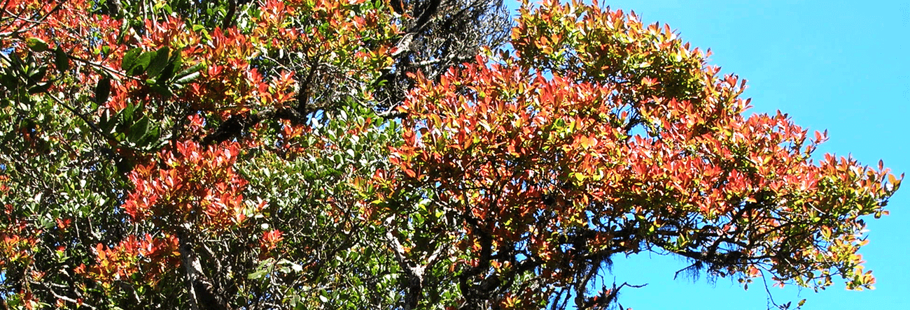 Batapath Damba | Syzygium rotundifolium Endemic Trees in Sri Lanka