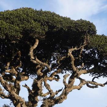Batapath Damba | Syzygium rotundifolium Endemic Trees in Sri Lanka