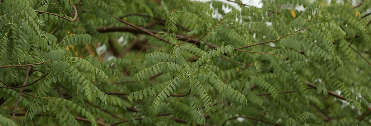 Buruta | Ceylon Stain Wood Tree | Chloroxylon swietenia | Trees in Sri ...