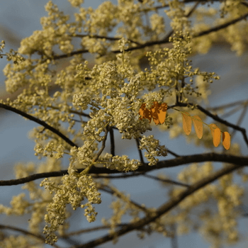 Buruta | Ceylon Stain Wood Tree | Chloroxylon swietenia | Trees in Sri ...