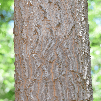 Buruta | Ceylon Stain Wood Tree | Chloroxylon swietenia | Trees in Sri ...