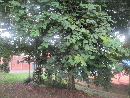 Koboleela | Orchid Tree | Bauhinia variegata | Trees in Sri Lanka