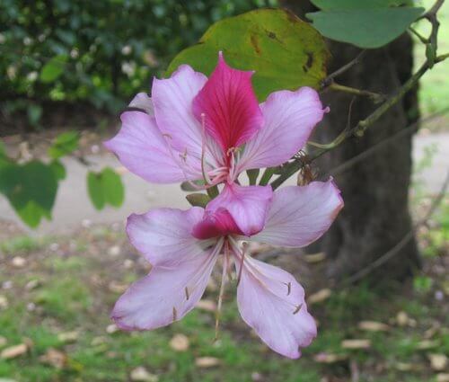 Koboleela | Orchid Tree | Bauhinia variegata | Trees in Sri Lanka