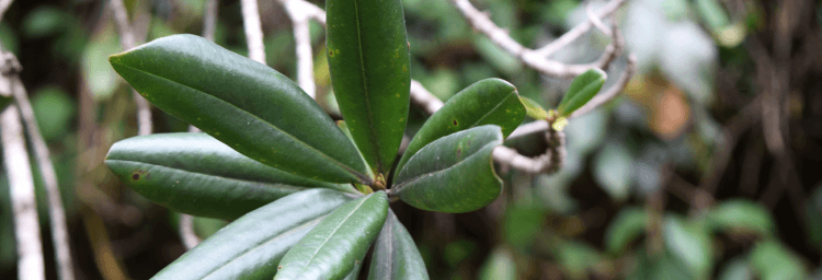 Plant Quiz | Test Knowledge on Trees and Plants of Sri Lanka | Dilmah