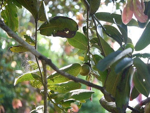 Thimbiri | Gaub Tree | Diospyros malabarica | Trees in Sri Lanka