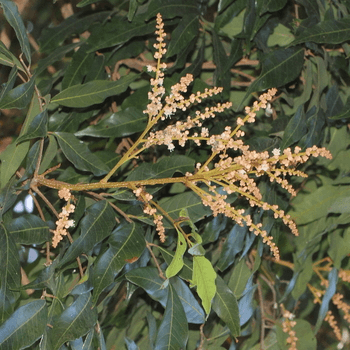 Mora | Dragon's Eyes Tree | Dimocarpus longan | Trees in Sri Lanka