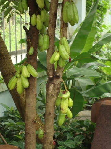 Bilin | Tree Sorrel | Averrhoa bilimbi | Trees in Sri Lanka