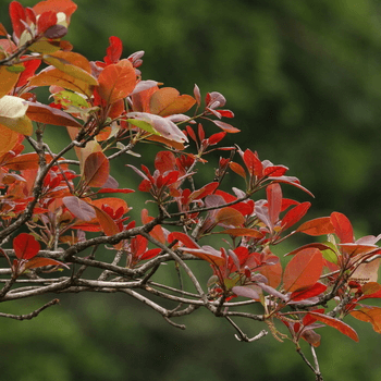 Bulu | Bedda Nut Tree | Terminalia bellirica | Trees in Sri Lanka